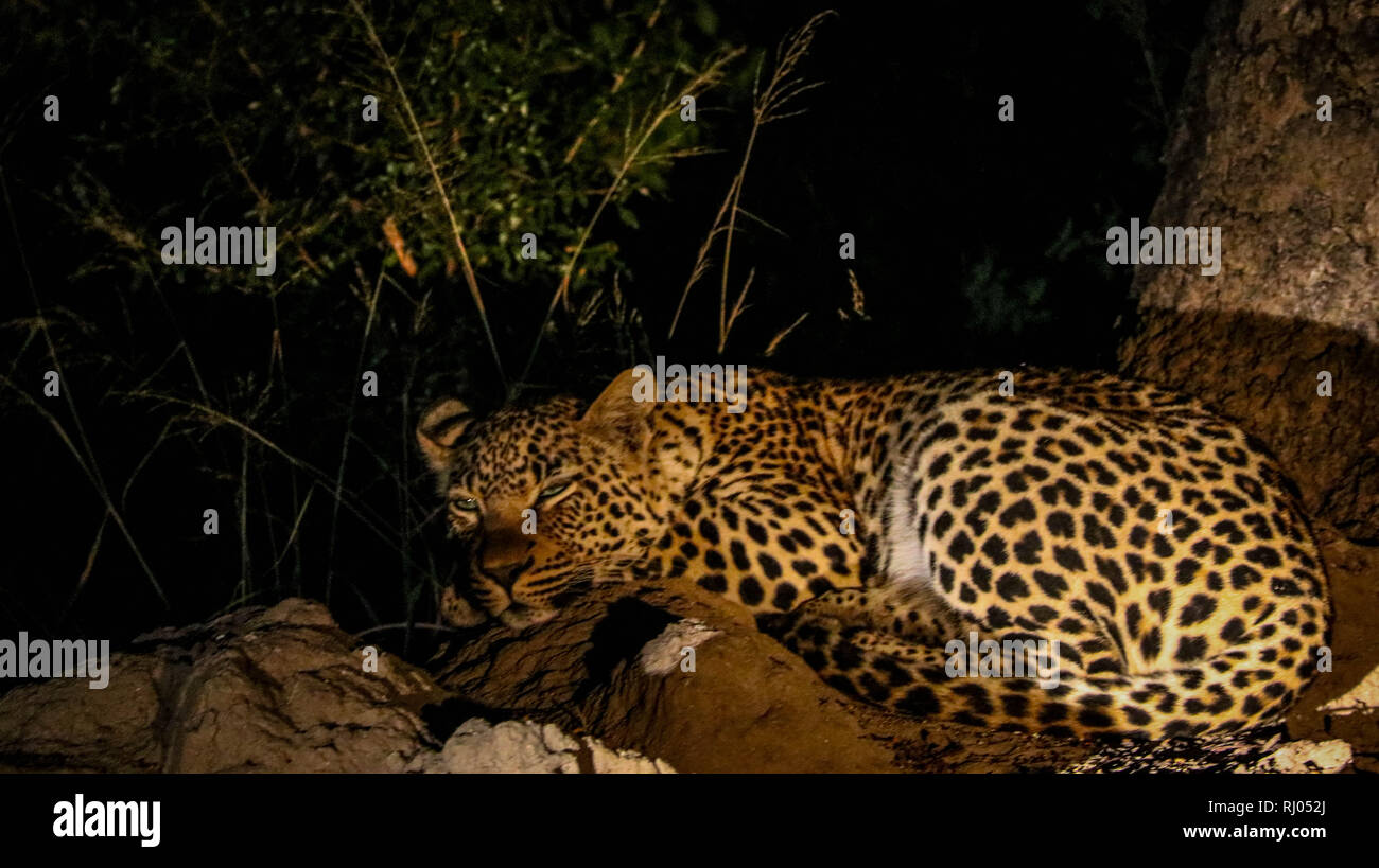 South African Leopard at Night Stock Photo - Alamy