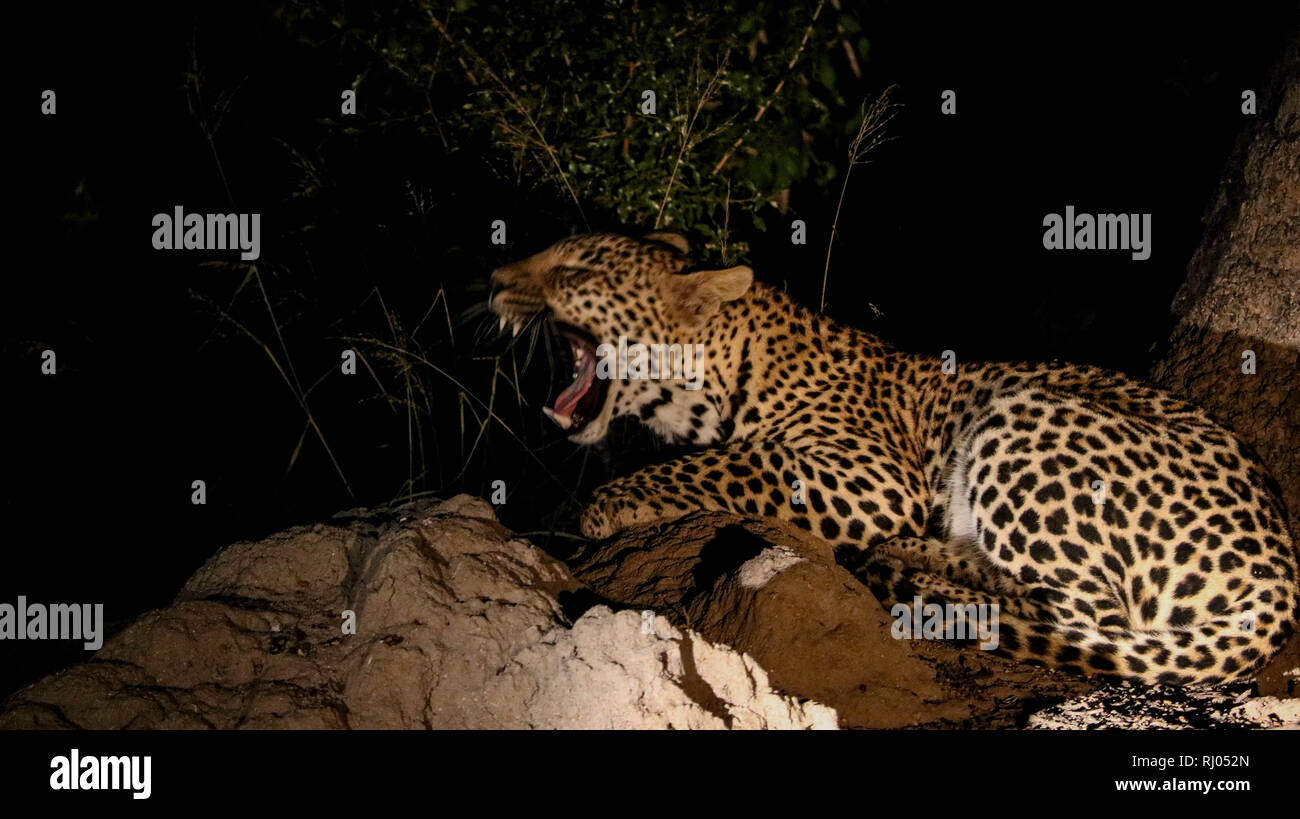 South African Leopard at Night Stock Photo - Alamy