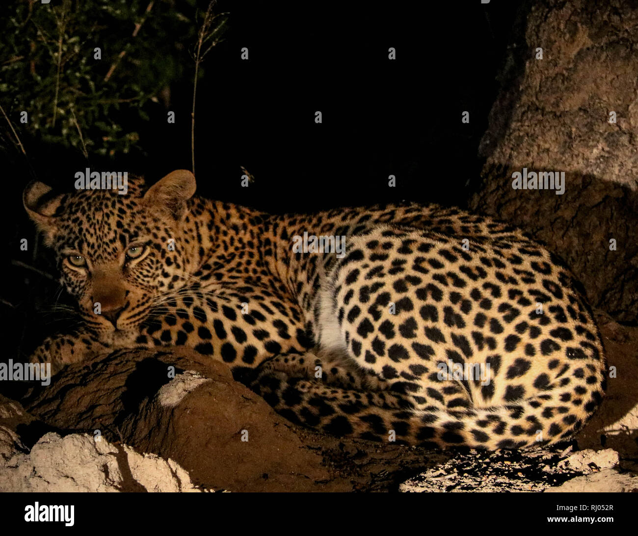 South African Leopard at Night Stock Photo - Alamy