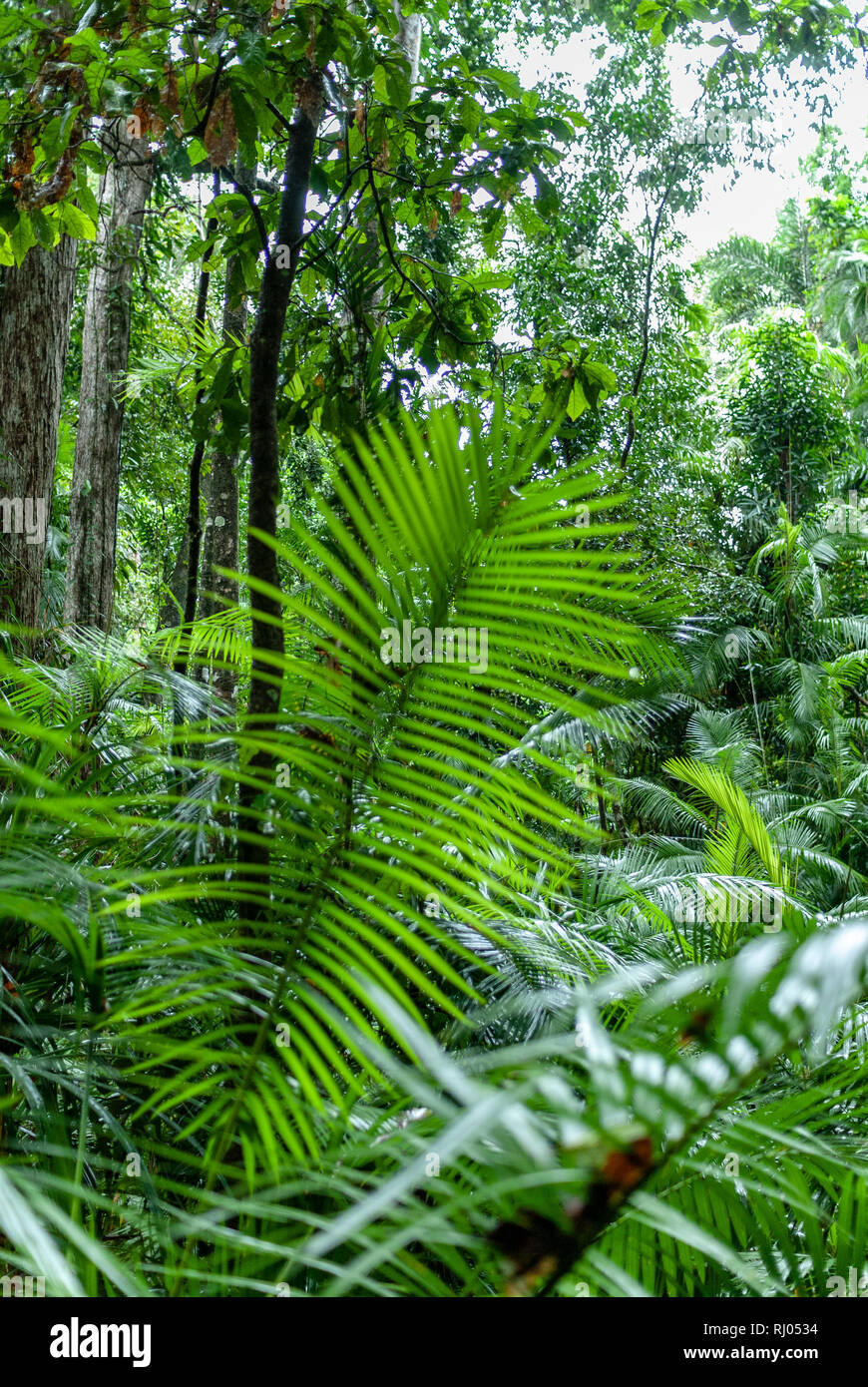 Jungle Queensland Australia