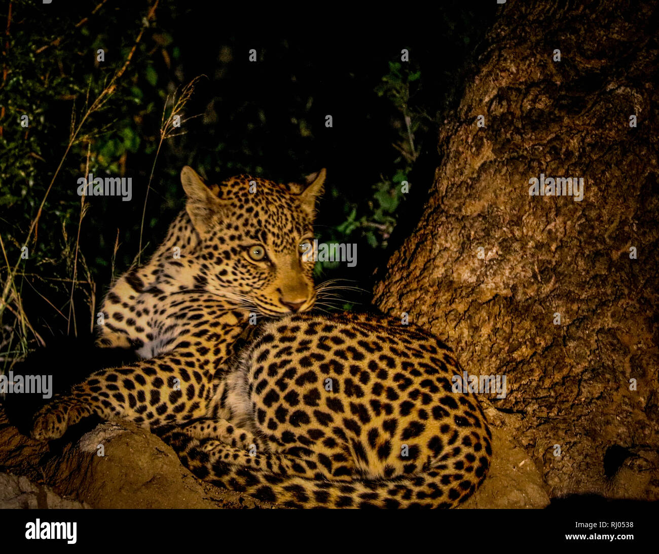 South African Leopard at Night Stock Photo - Alamy