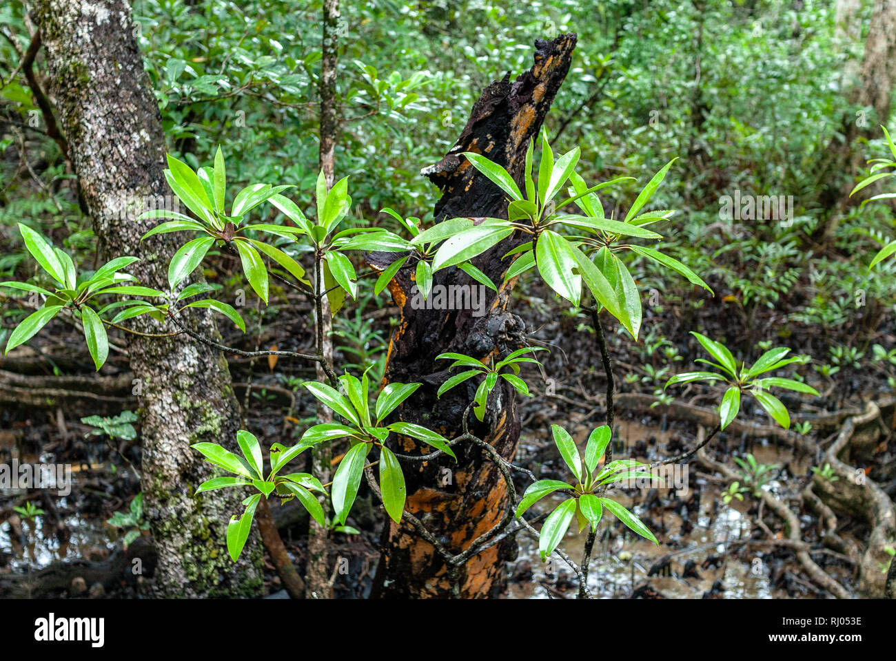 The Daintree Rainforest Queensland Australia Stock Photo - Alamy