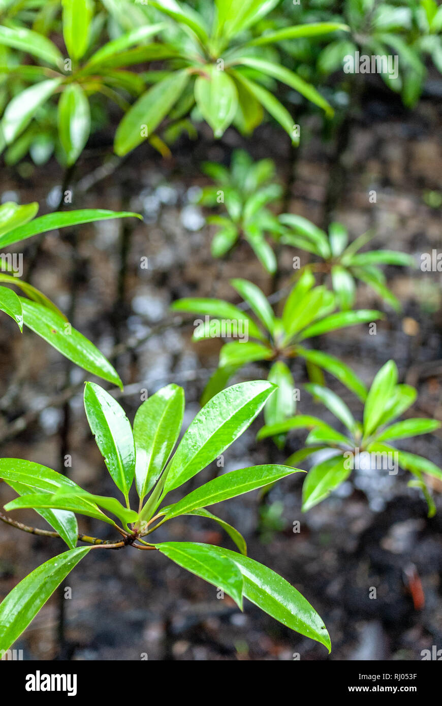 The Daintree Rainforest Queensland Australia Stock Photo - Alamy