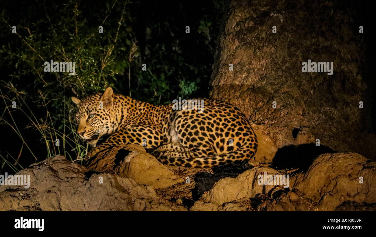 South African Leopard at Night Stock Photo - Alamy