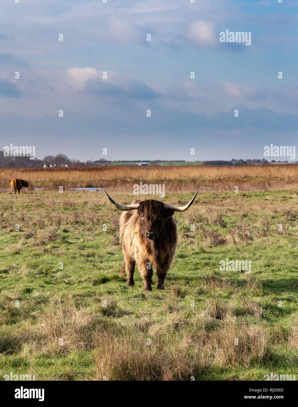 Highland Cow at Oare Marshes Nature Reserve, Faversham, Kent, England ...
