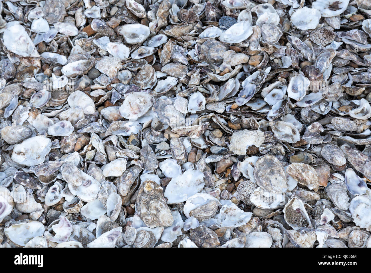Oyster Shells discarded in Whitstable, Kent, England Stock Photo - Alamy