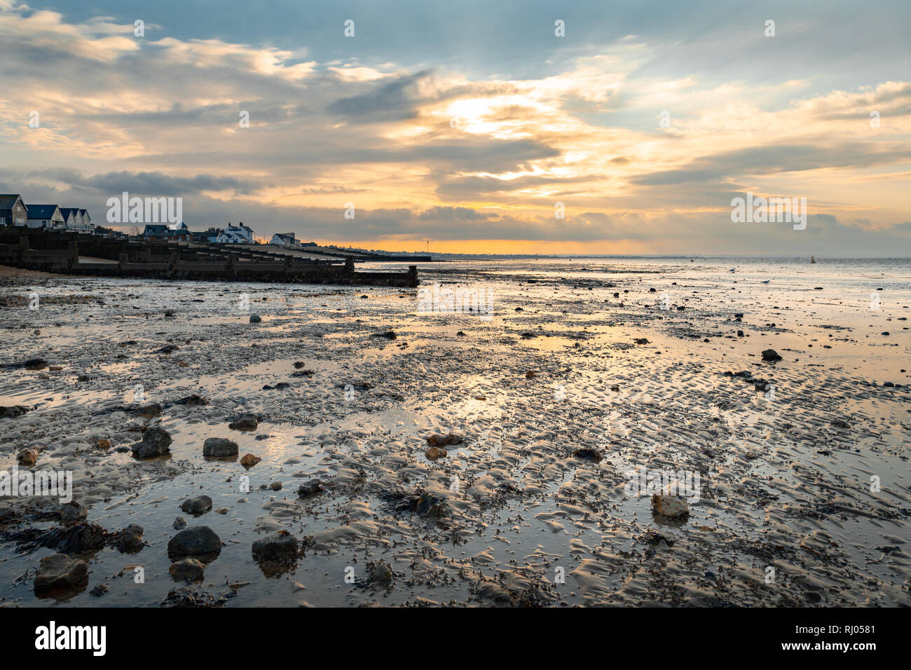 Empty whitstable oyster shells hi-res stock photography and images - Alamy
