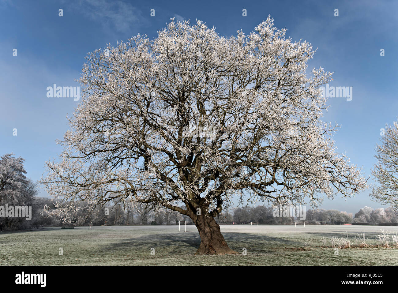 Hoar frost on trees in parkland at Tonbridge in Kent UK Stock Photo - Alamy