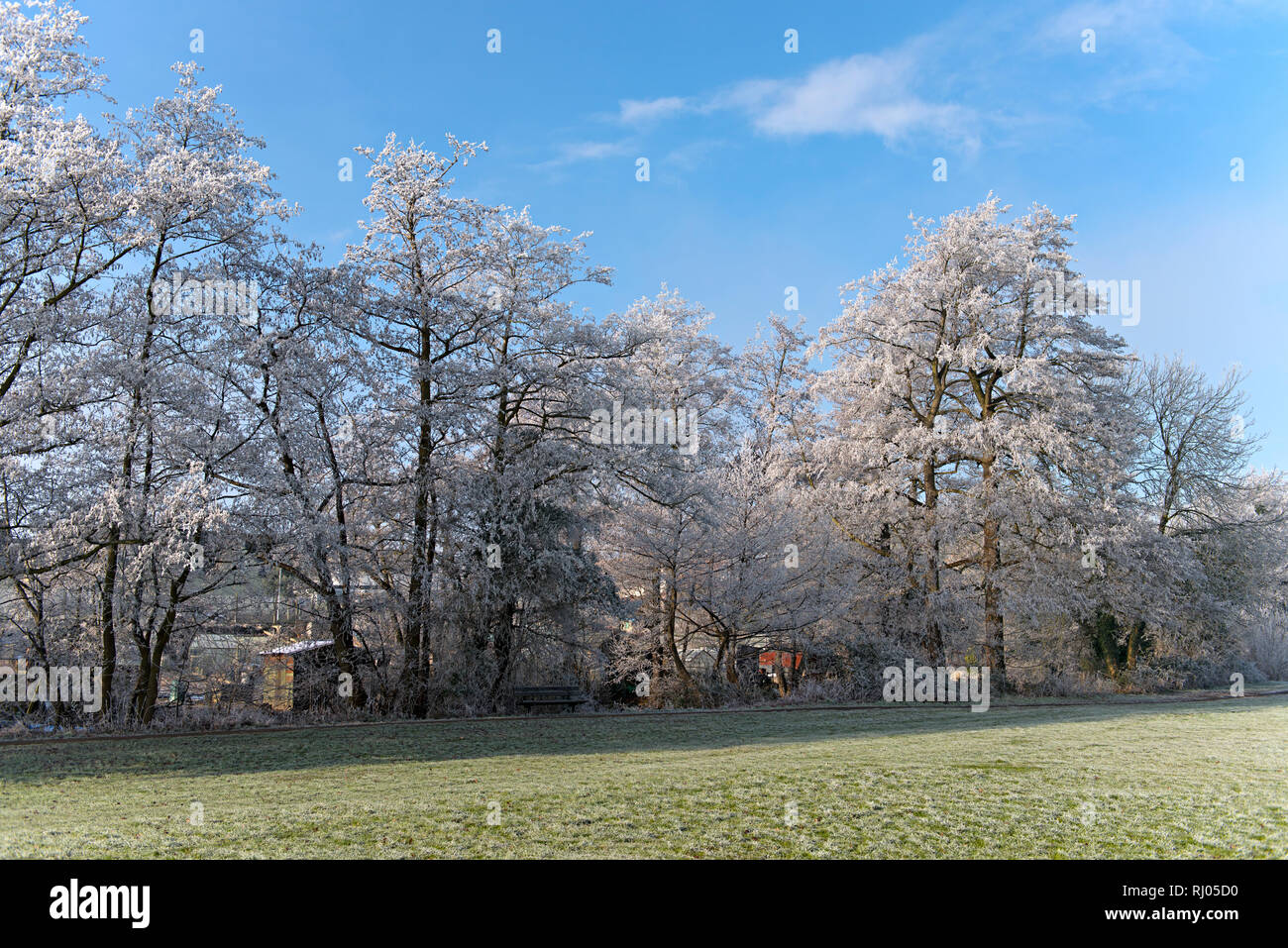 Hoar frost on trees in parkland at Tonbridge in Kent UK Stock Photo - Alamy