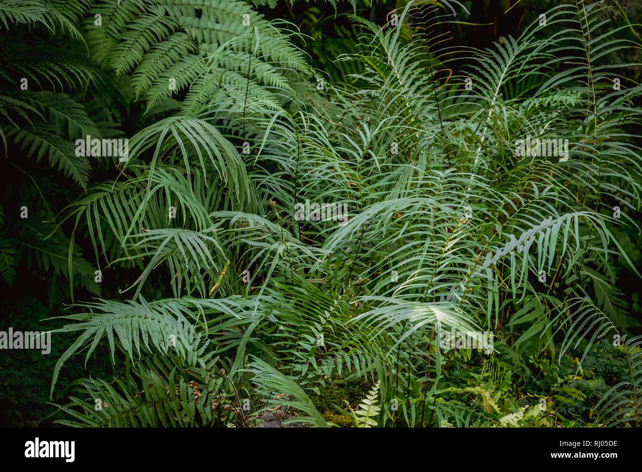 Background texture tropical flowers and leaves Natural concept Stock ...