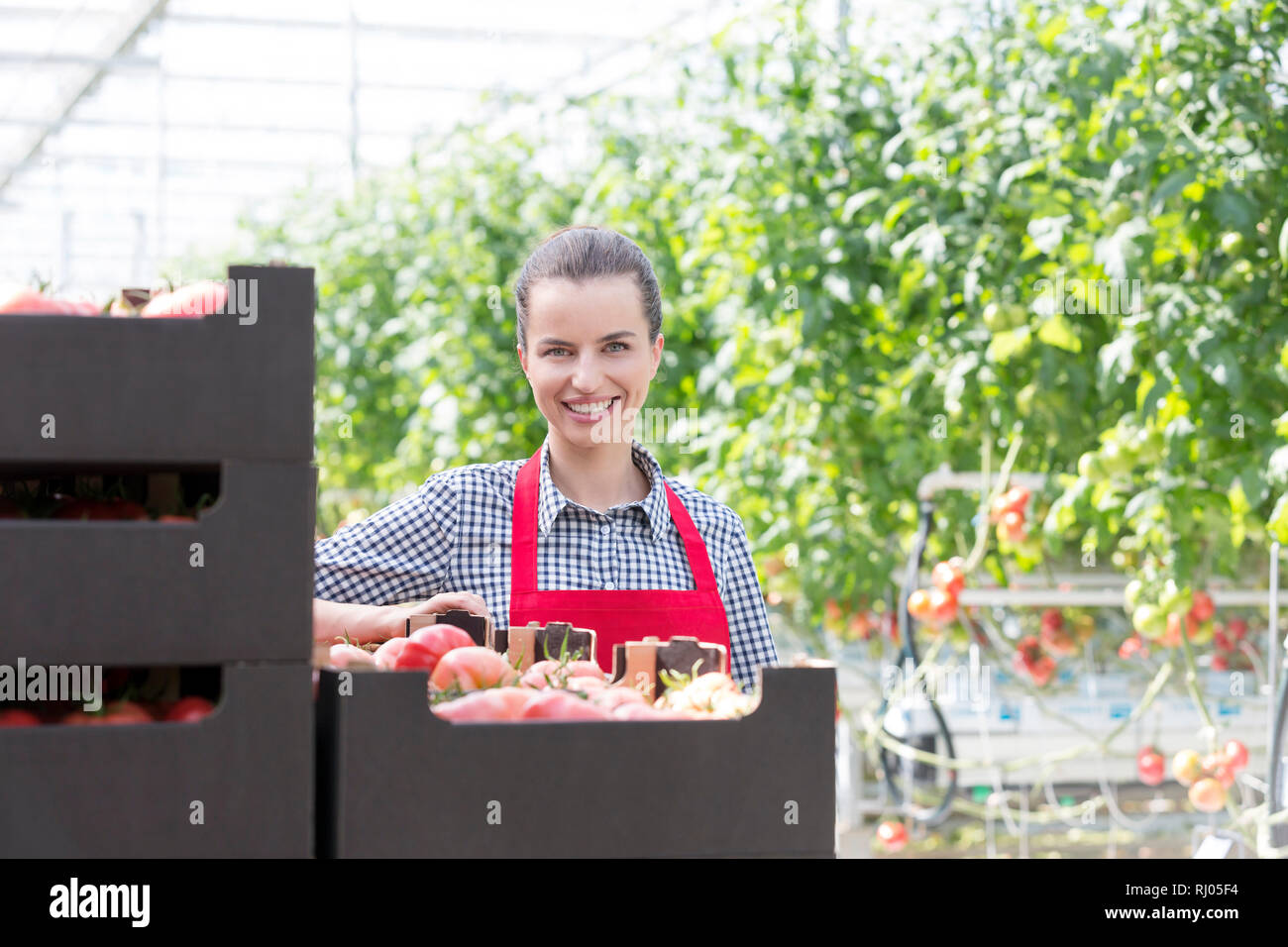 Portrait of confident farmer standing by tomato crates in greenhouse ...