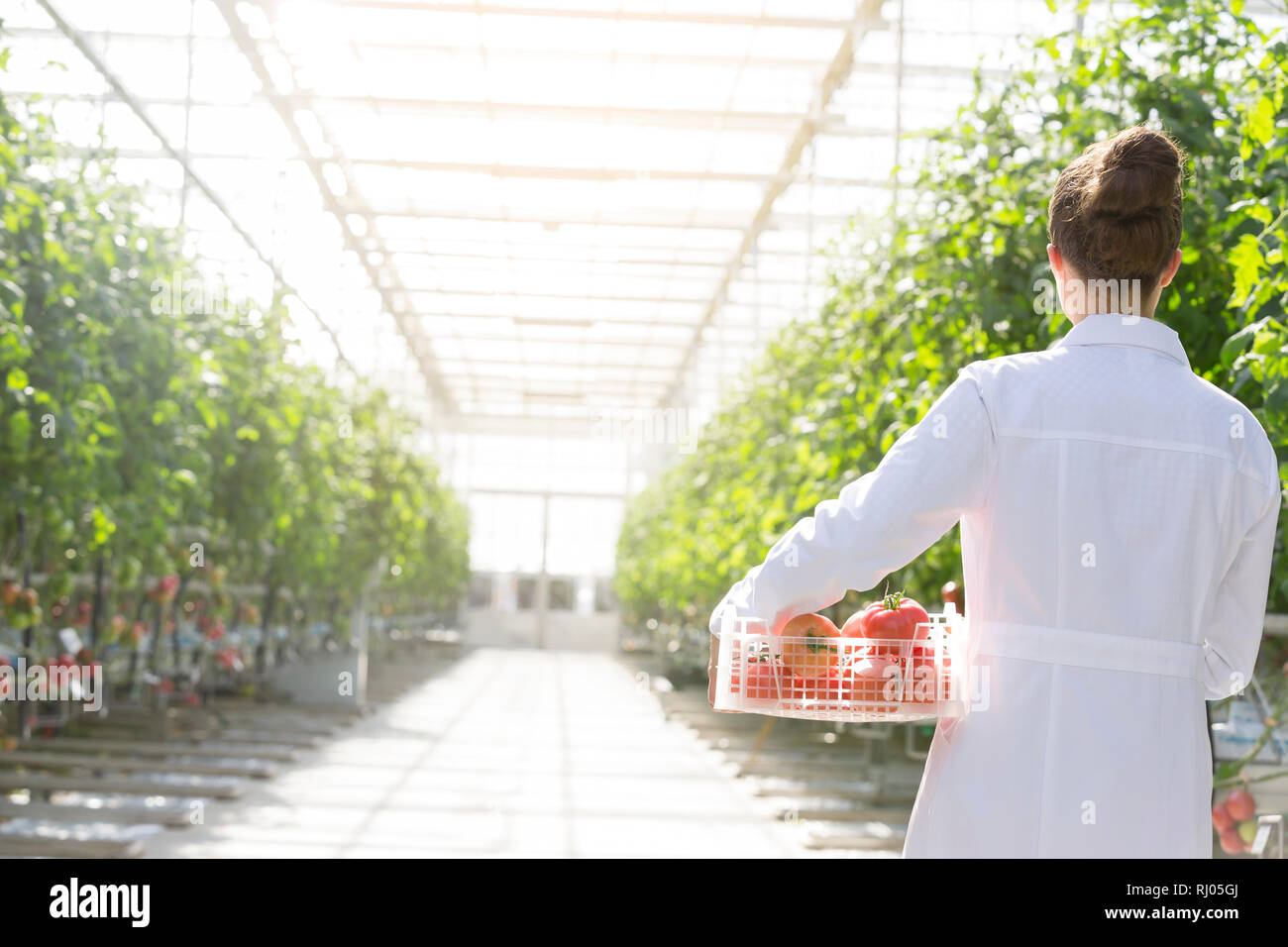 Rear view of scientist with tomatoes in crate by plants at greenhouse ...