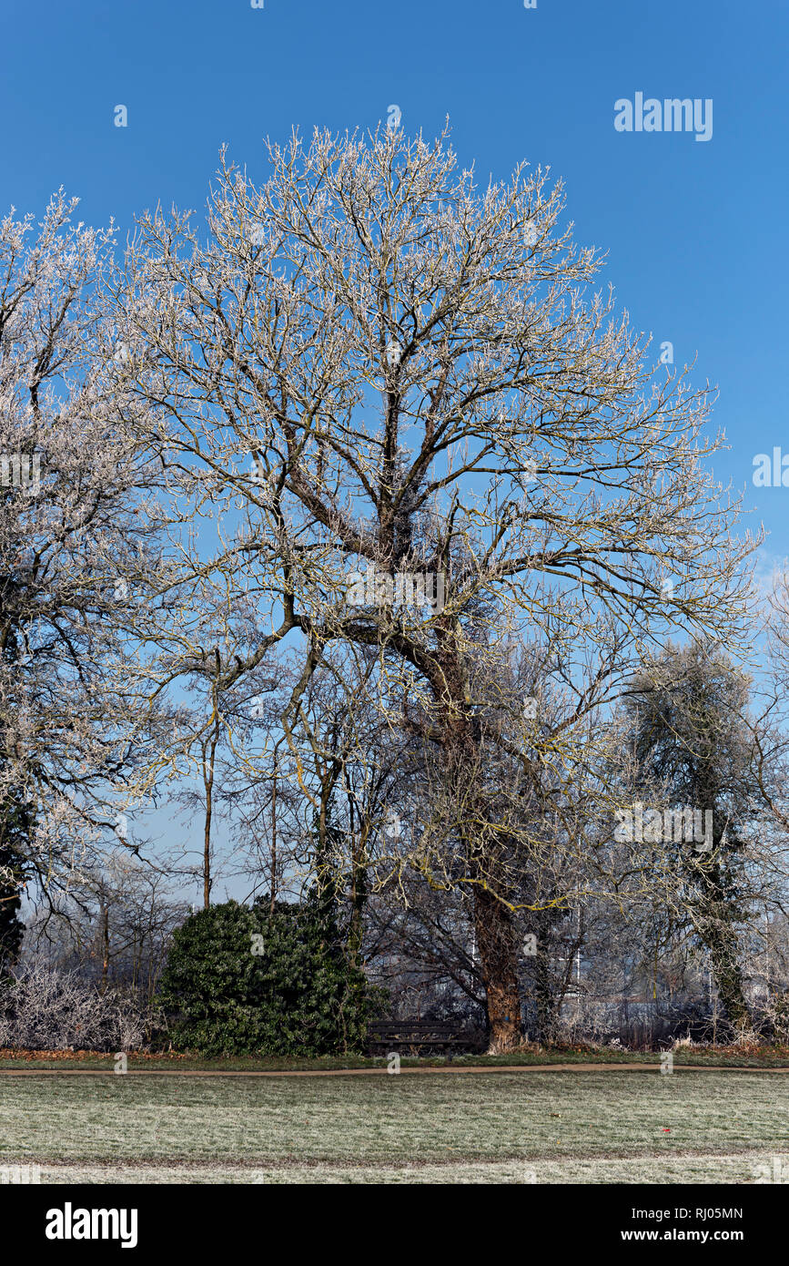 Hoar frost on trees in parkland at Tonbridge in Kent UK Stock Photo - Alamy