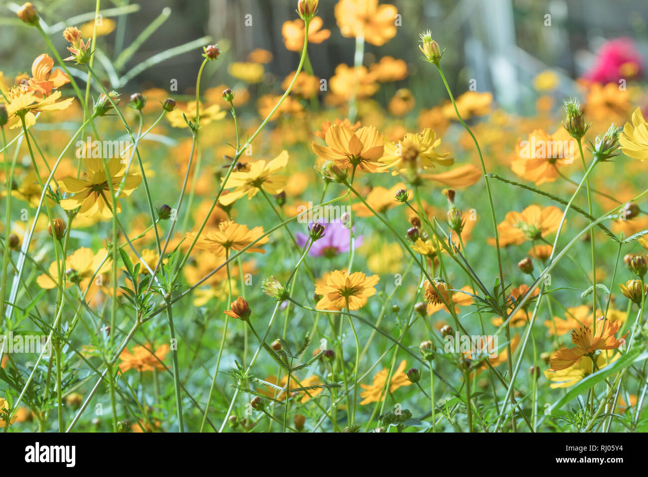 A Cluster of Cosmic Yellow Cosmos Flower in the Garden Stock Photo - Alamy
