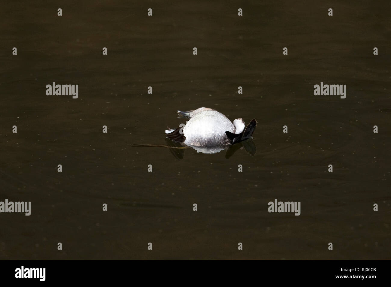 Grebe feet hi-res stock photography and images - Alamy