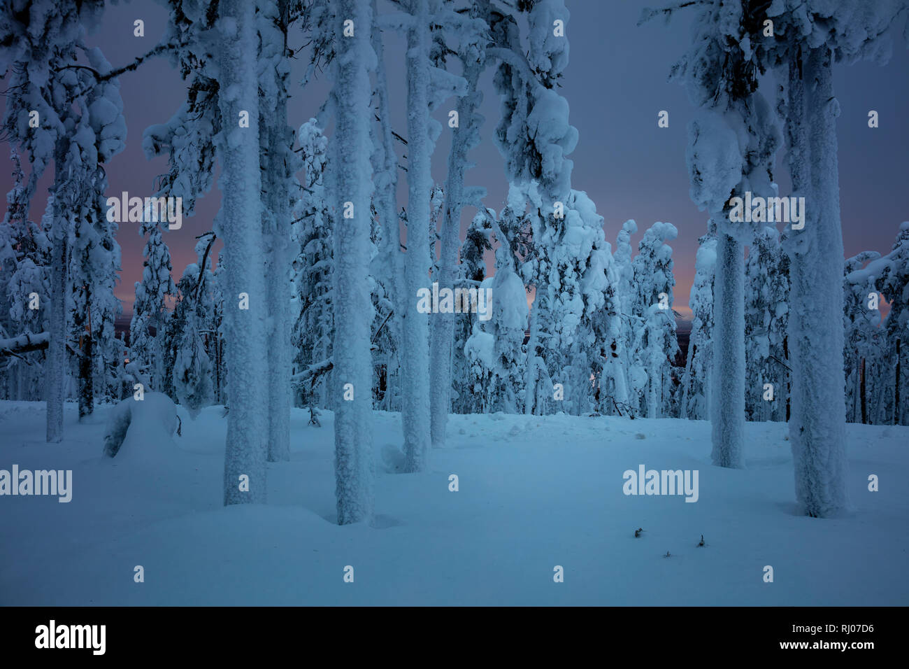 Winter Landscape of Dark Night in frozen forest after snow blizzard ...