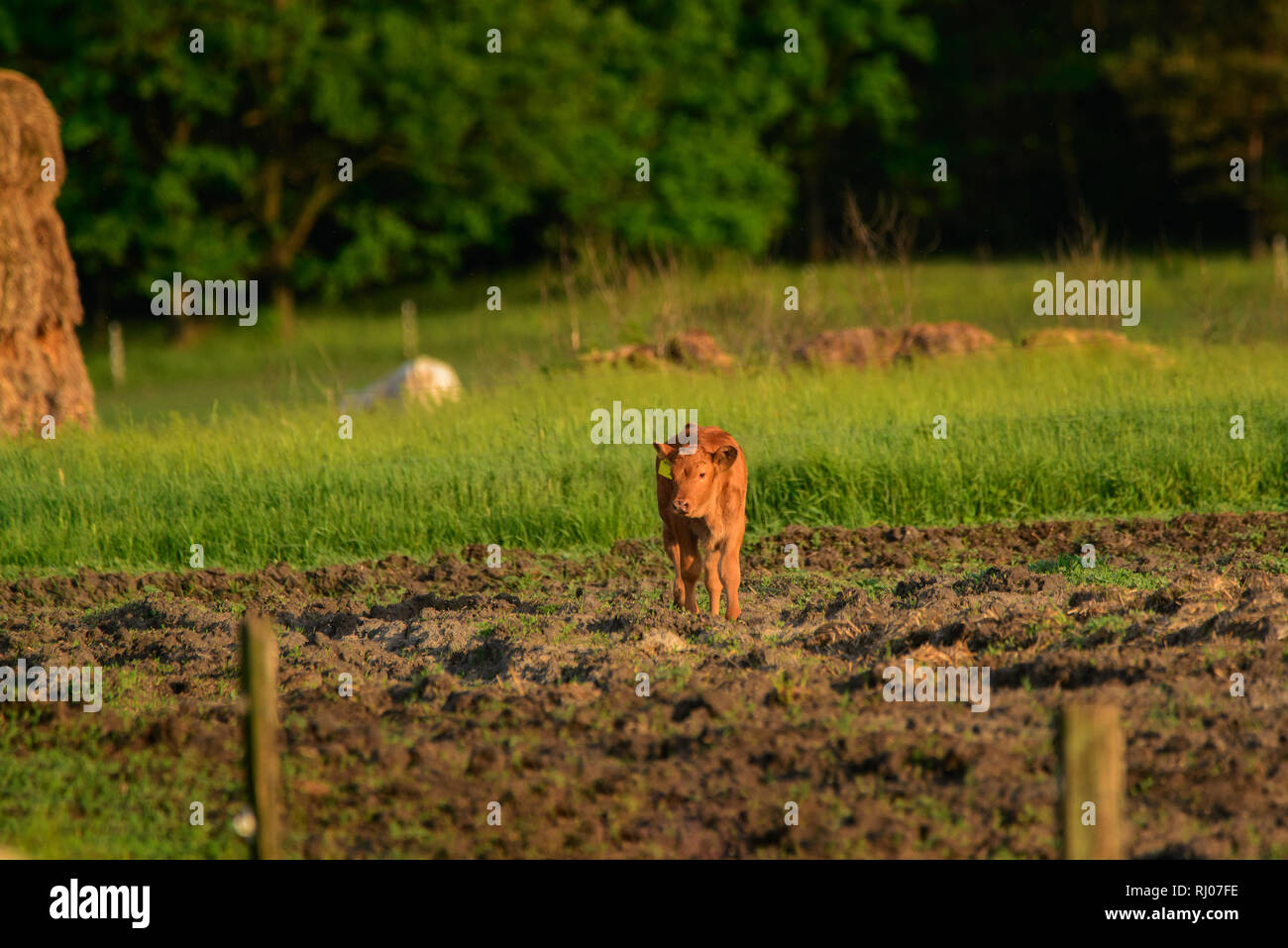 Young Beef Cattle High Resolution Stock Photography and Images - Alamy