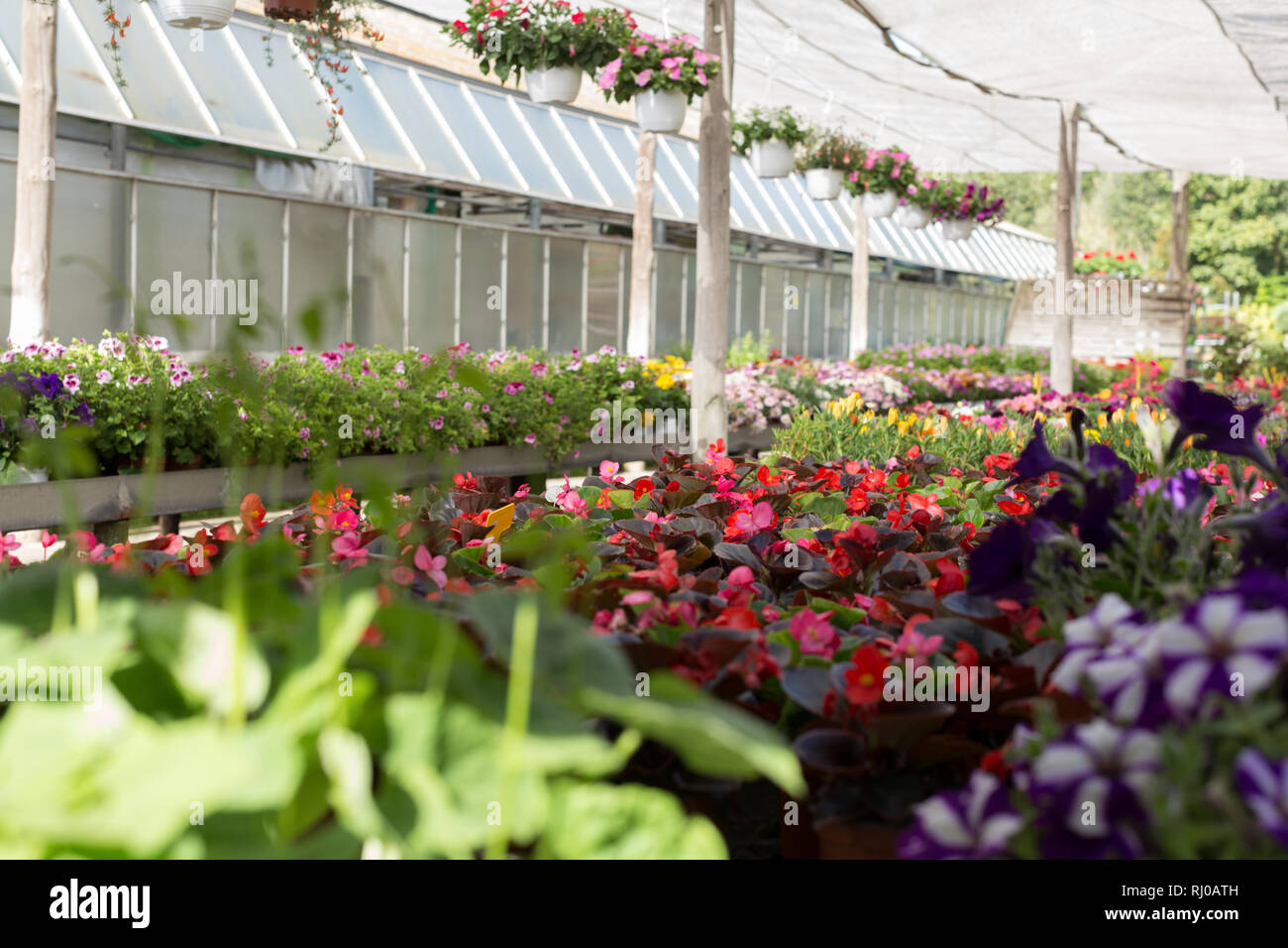 Variety of flowering plants cultivated in modern hothouse Stock Photo ...