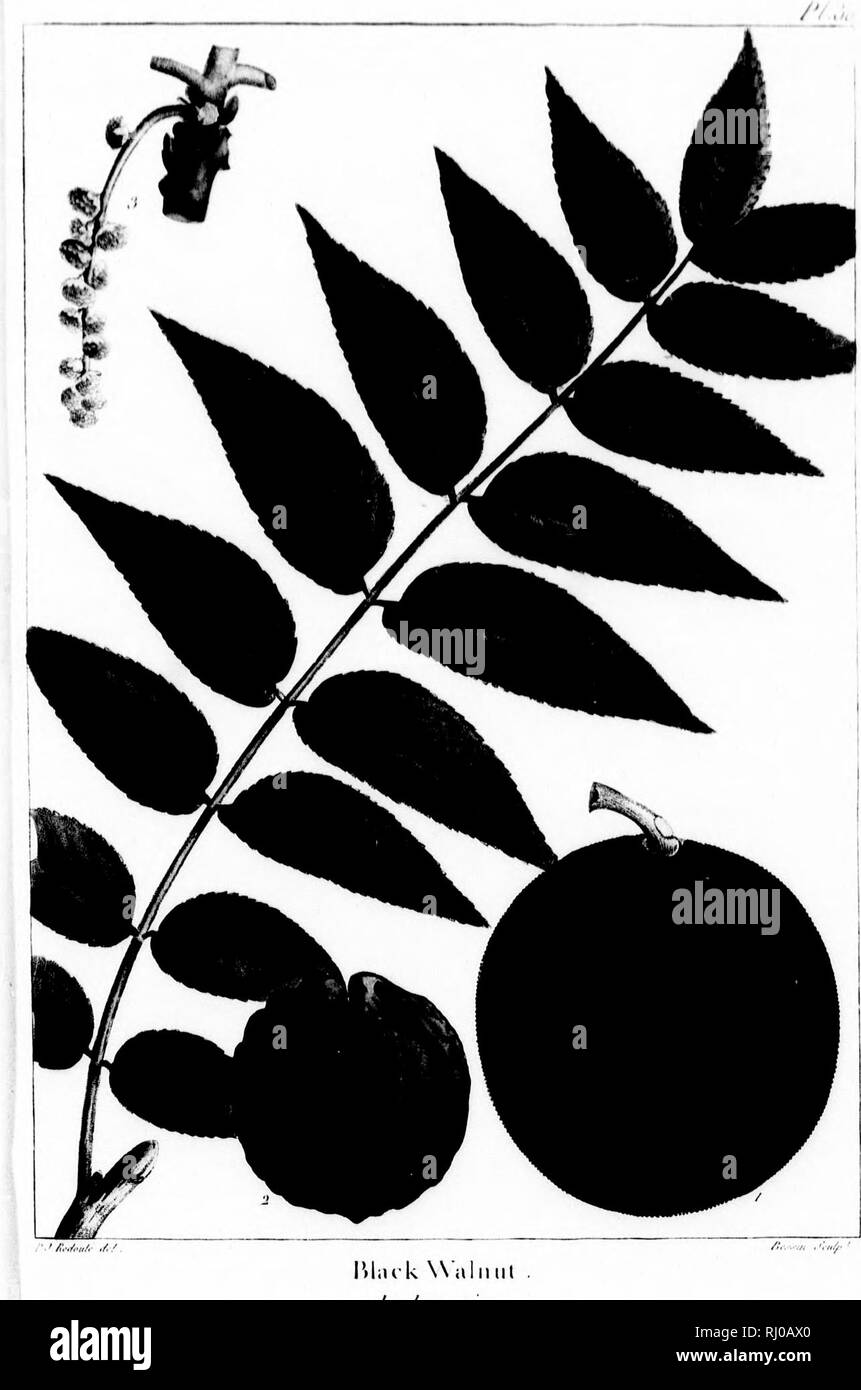 North American Walnut Trees High Resolution Stock Photography and ...