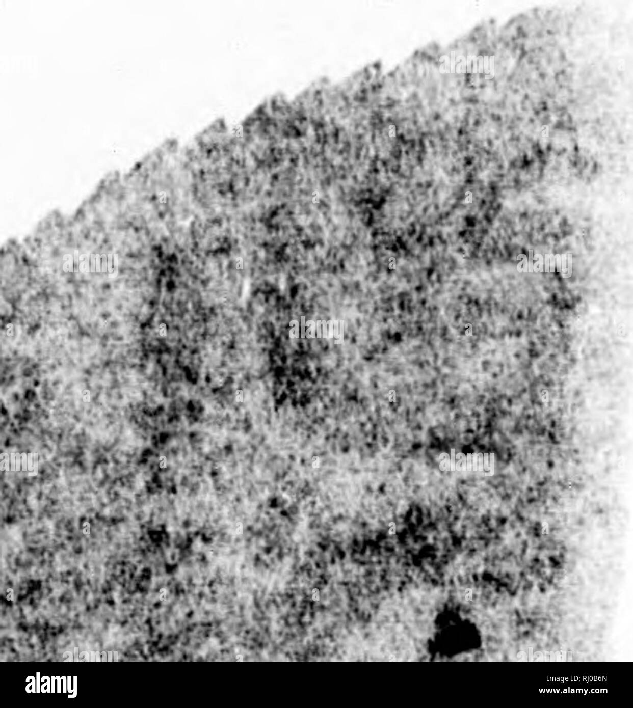 . The North American sylva, or, A description of the forest trees of ...