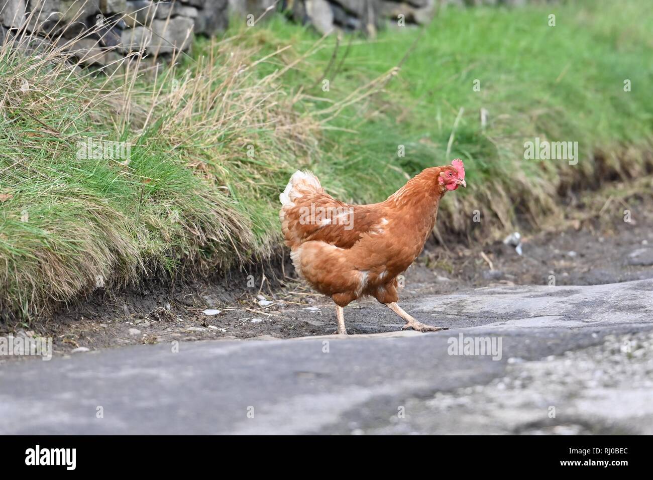 Hen crossing the road hi-res stock photography and images - Alamy