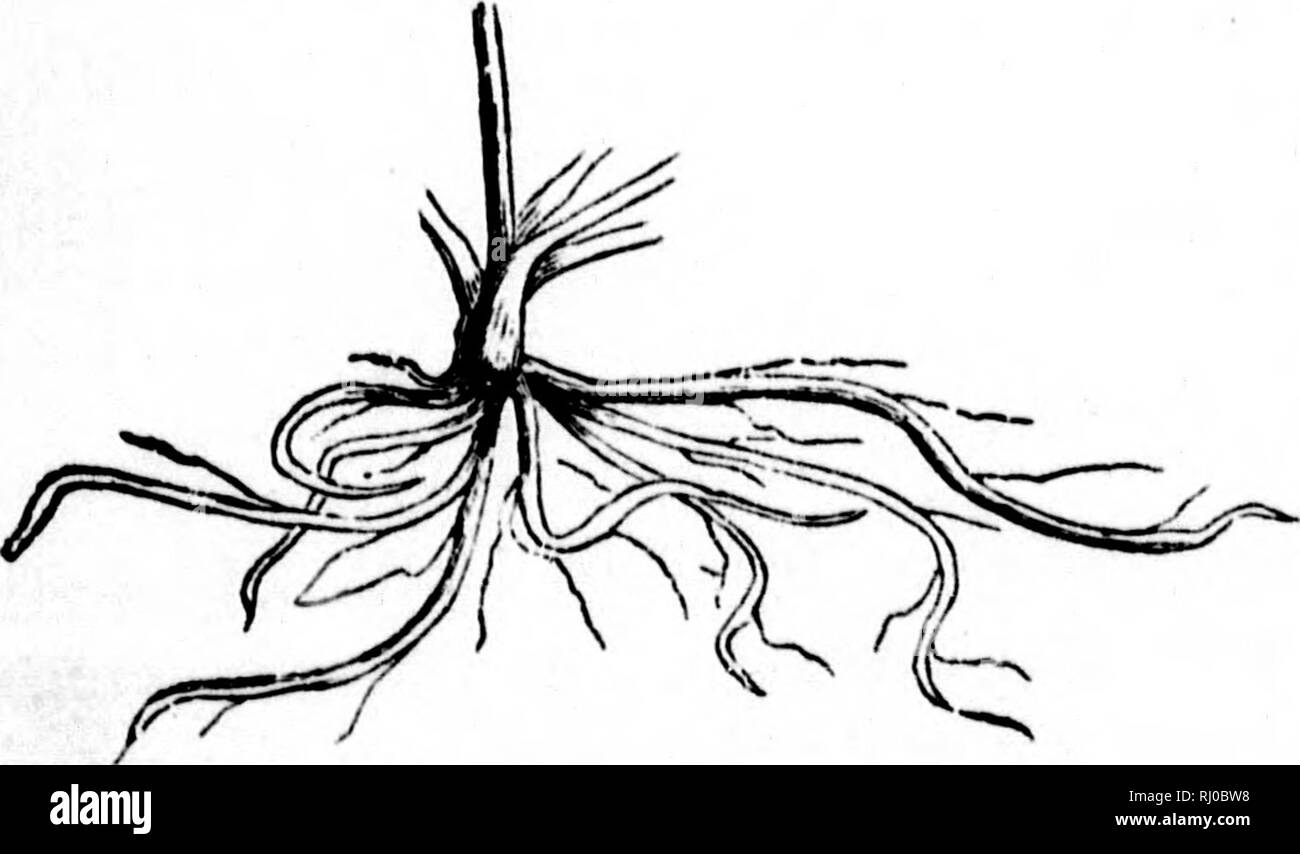 . The elements of structural botany [microform] : with special ...