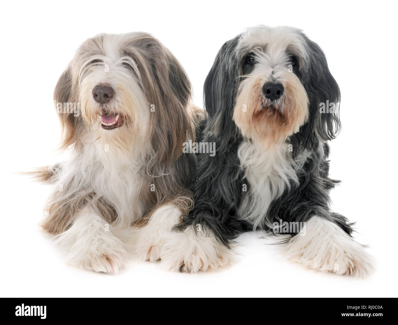 bearded collies in front of white background Stock Photo - Alamy
