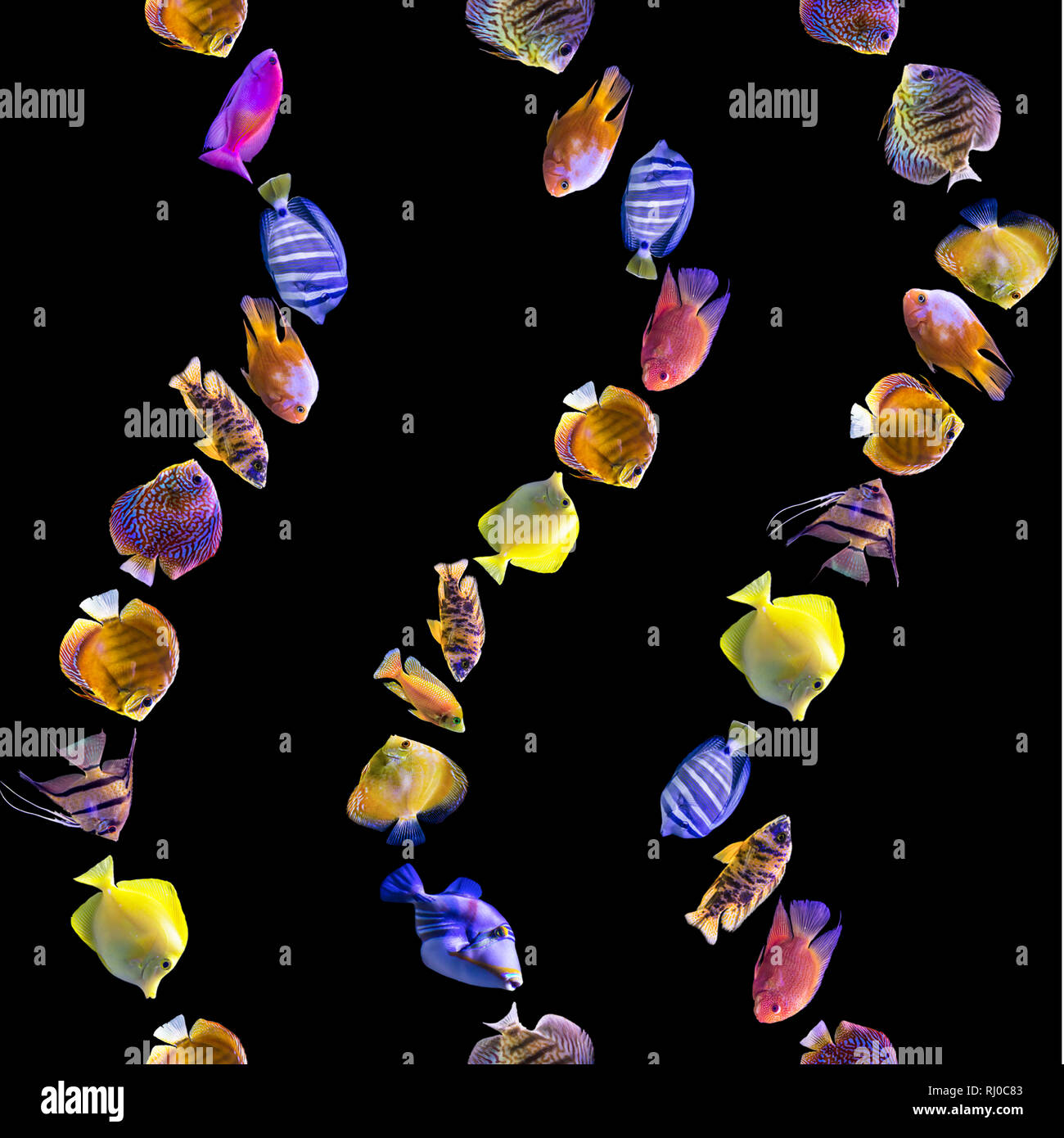 Wavy seamless pattern. Multi-colored fishes on a black background. Site ...