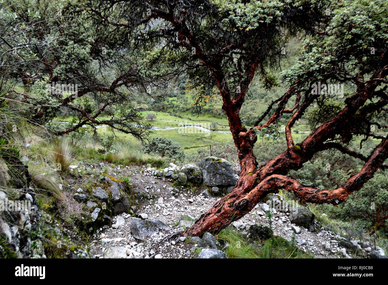 Trekking to the 69 lagoon - National park HUASCARAN. Department of ...