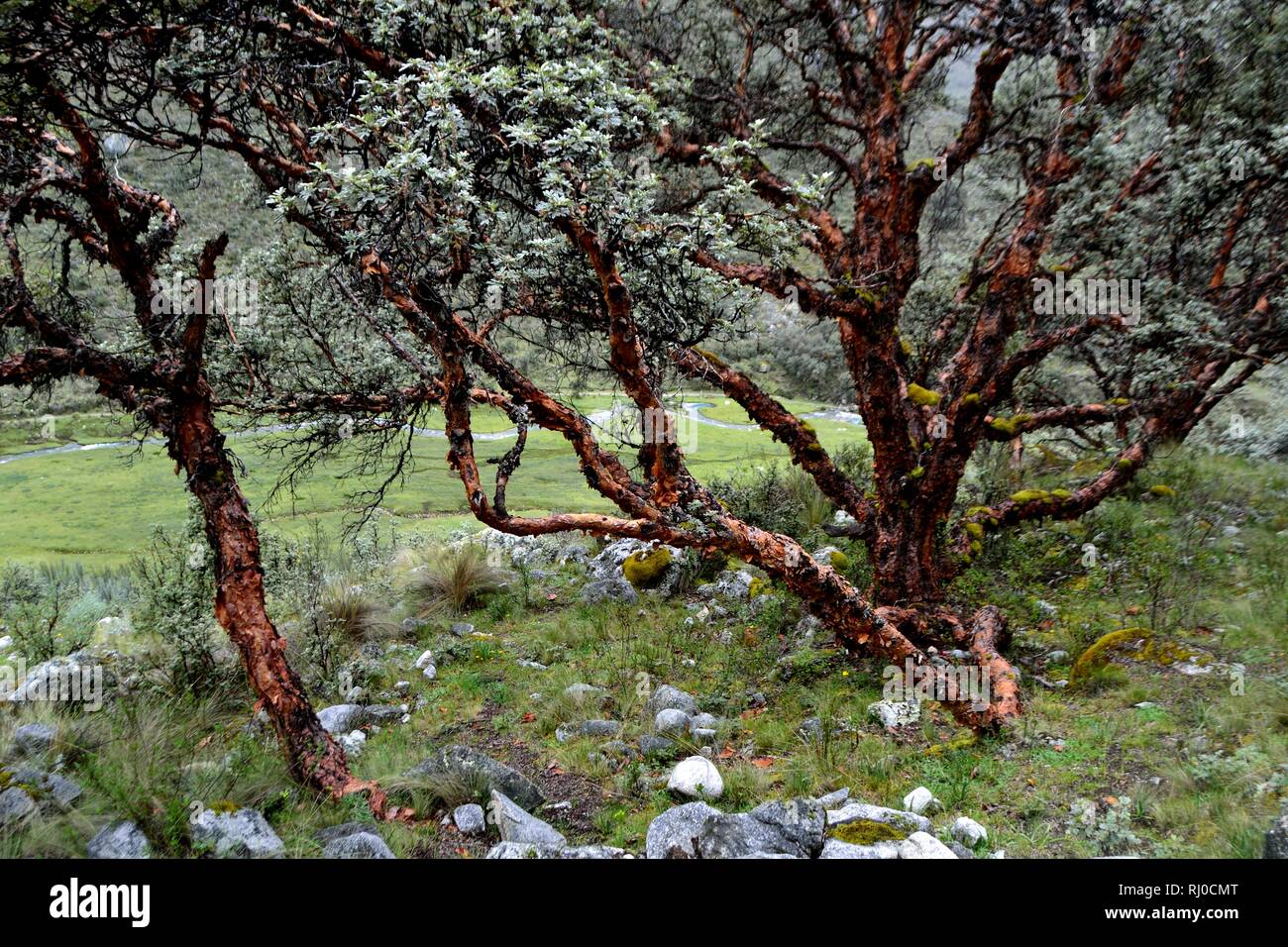 Trekking to the 69 lagoon - National park HUASCARAN. Department of ...