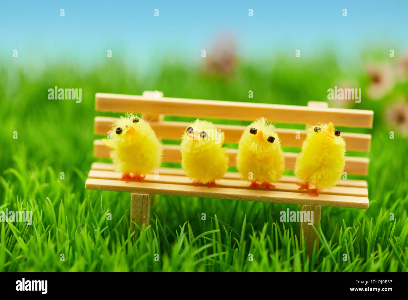 Four cute chicks are sitting together on a bench as an easter ...