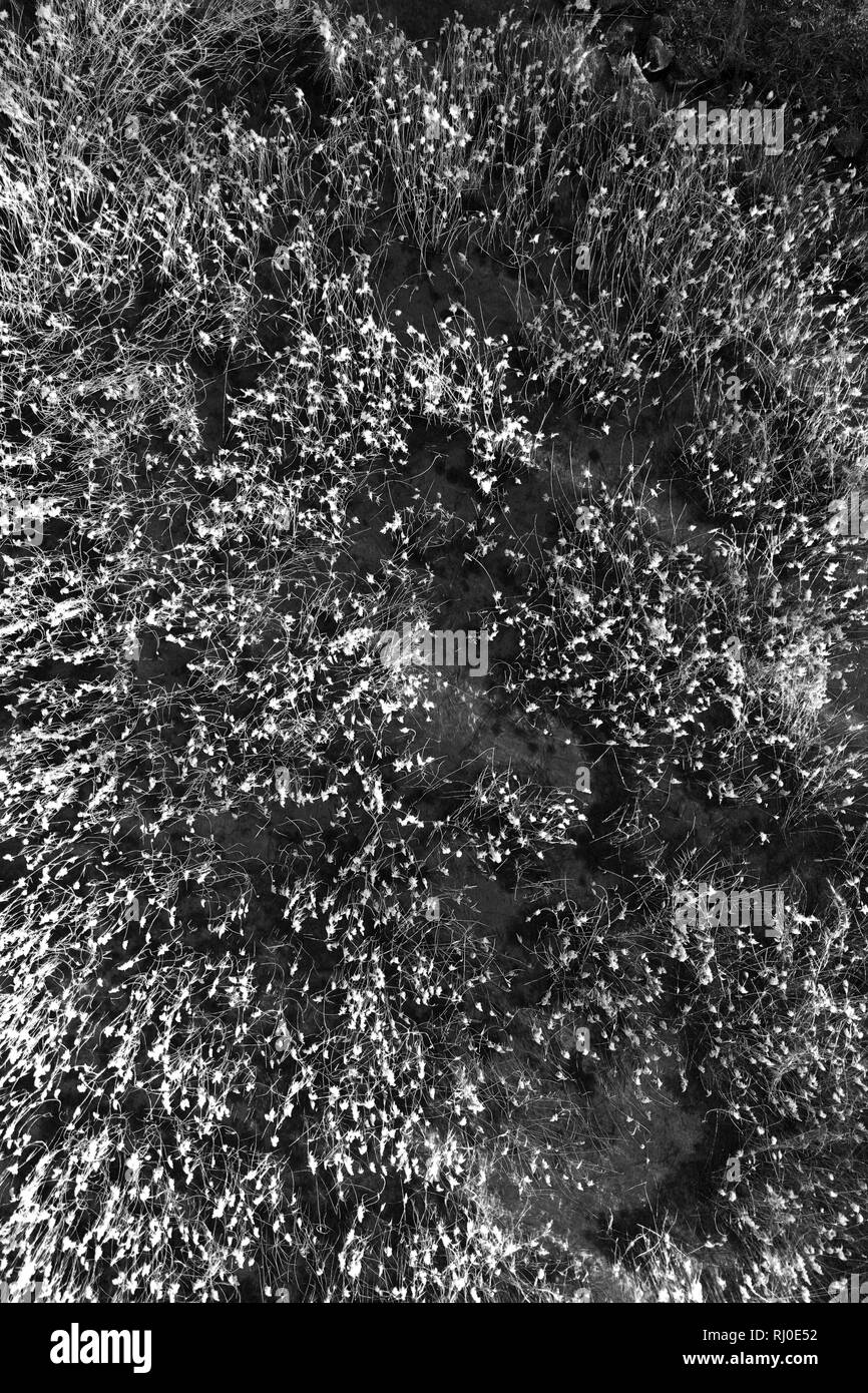 Reed texture Black and White Stock Photos & Images - Alamy