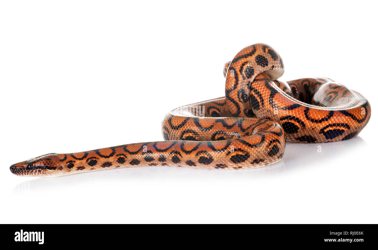 Rainbow boa in front of white background Stock Photo - Alamy