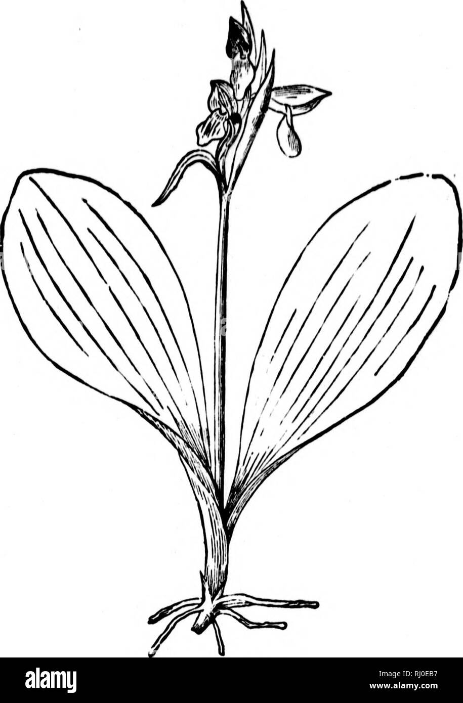 Spur with a tooth hi-res stock photography and images - Alamy