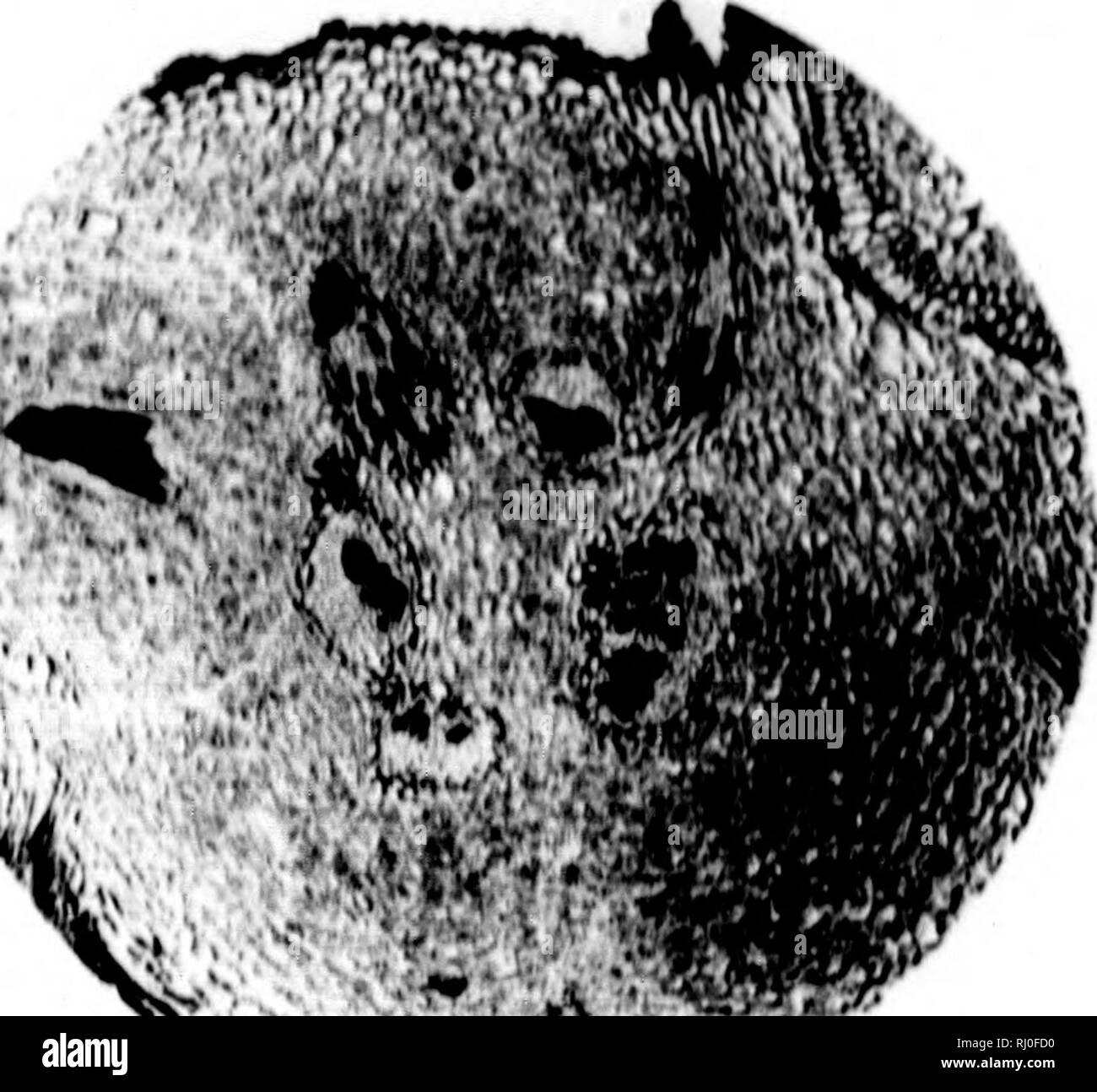 Angiospermes Black and White Stock Photos & Images - Alamy