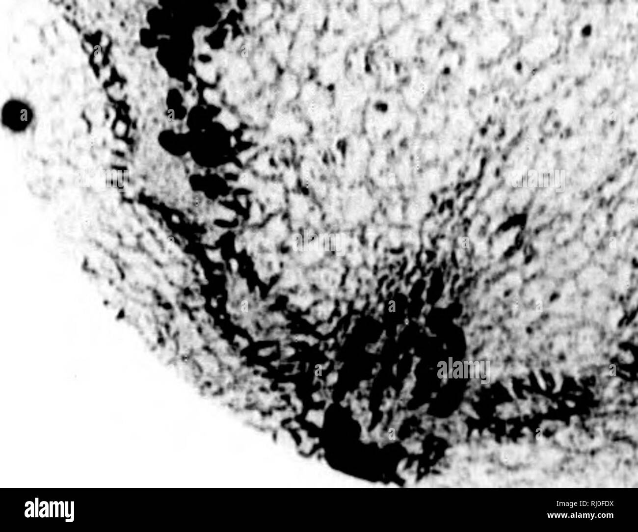 Angiospermes hi-res stock photography and images - Alamy