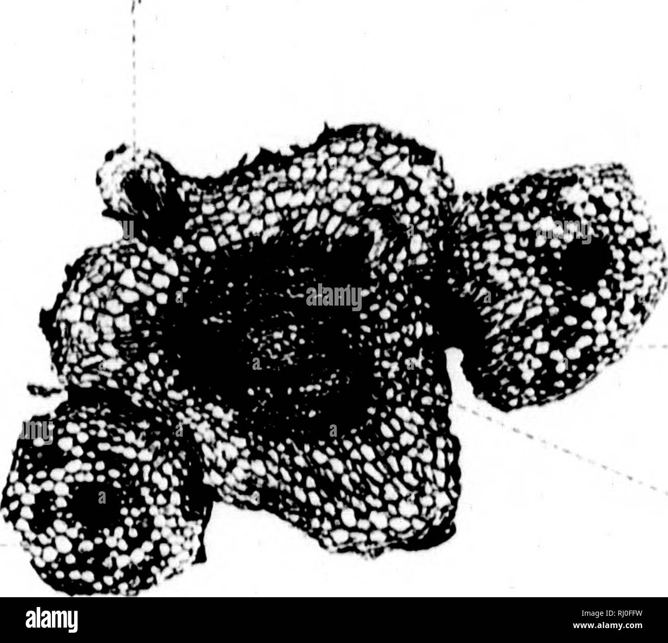 Angiospermes Black and White Stock Photos & Images - Alamy