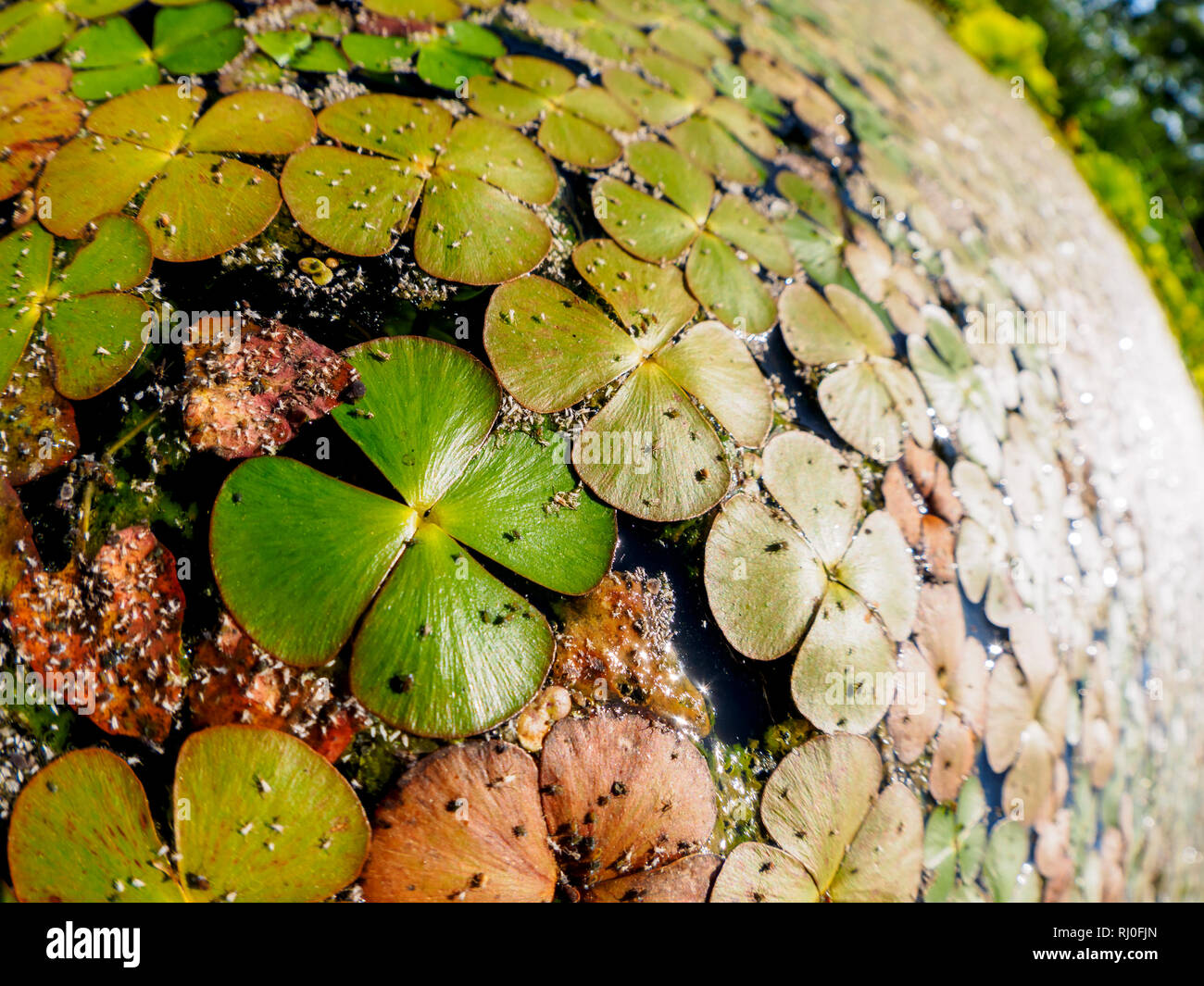 Duckweed (Lemnoideae) in a pond in the sunny day, fisheye image Stock ...