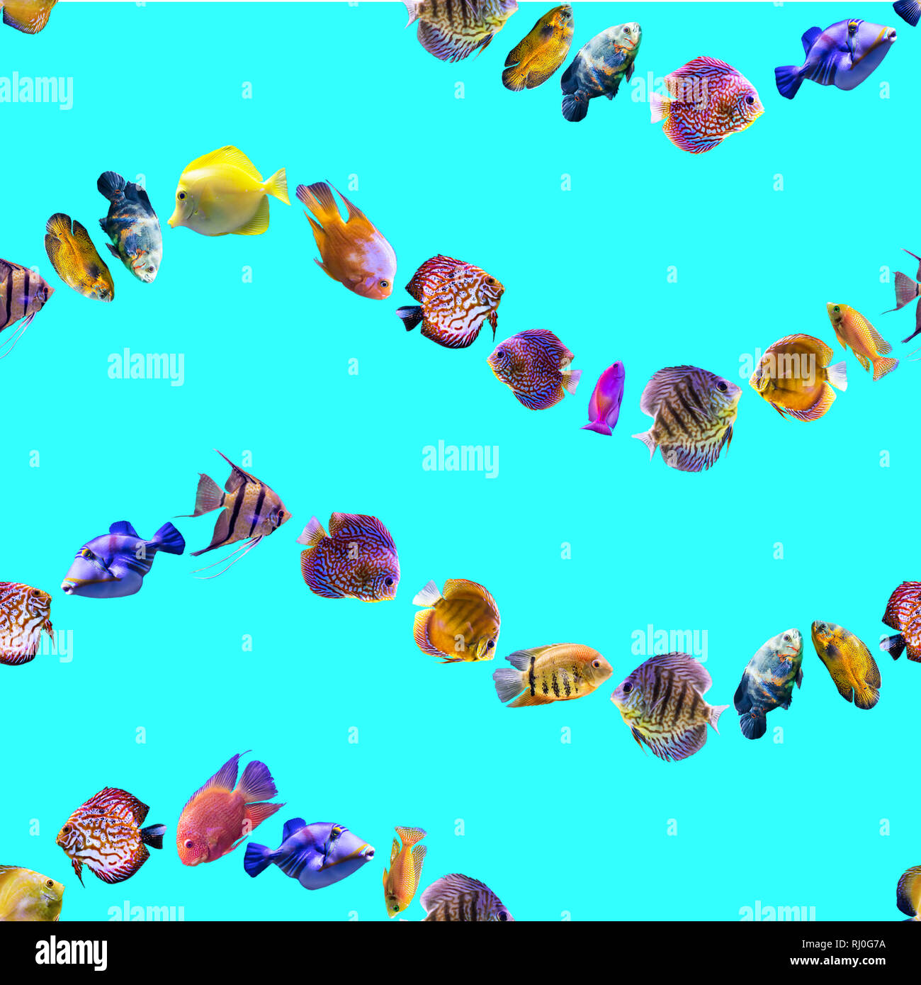 Wavy seamless pattern. Multi-colored fishes on a blue background. Site ...