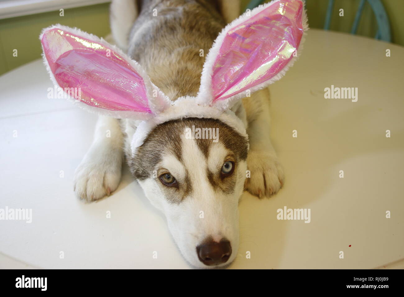 A little Husky puppy that looks like he just painted some Easter eggs ...