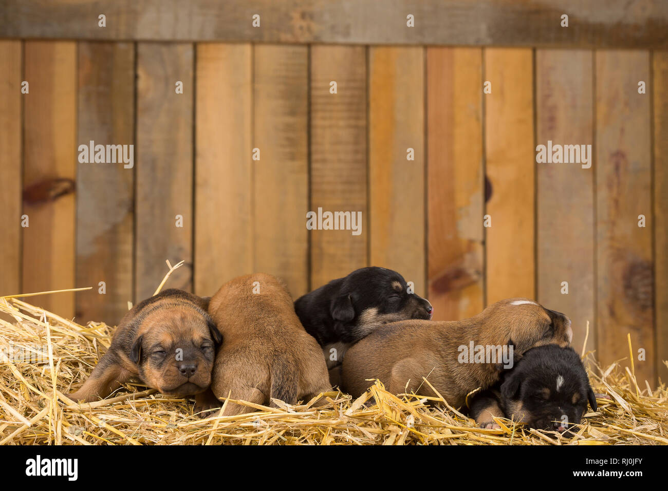 Dogs in a barn hi-res stock photography and images - Alamy