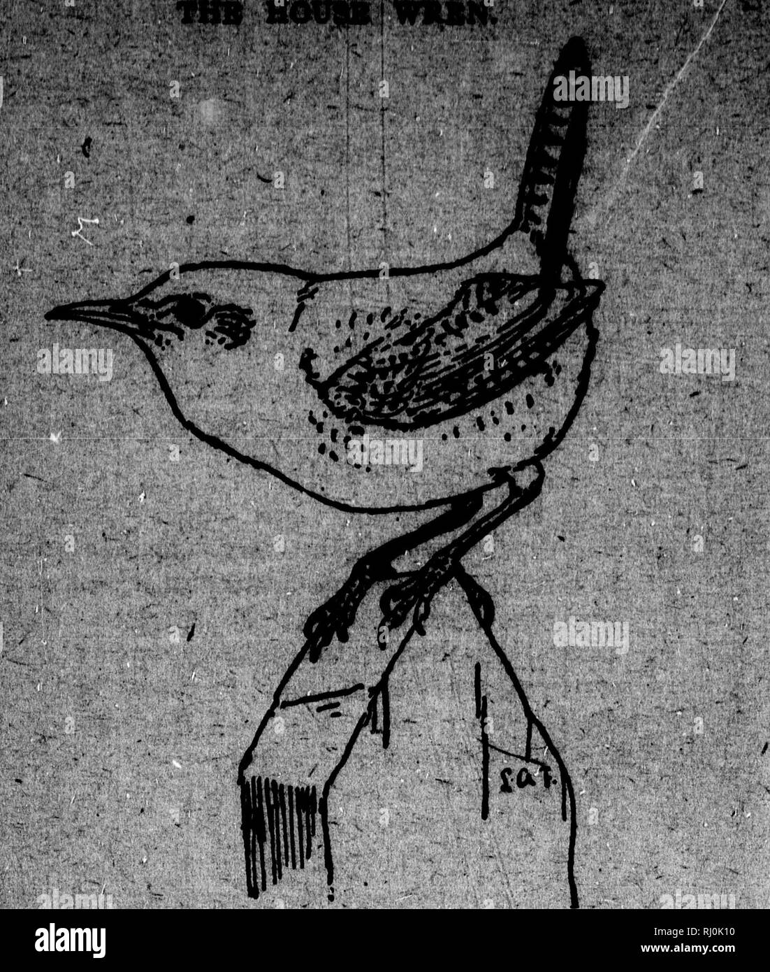 Half ti Black and White Stock Photos & Images - Alamy