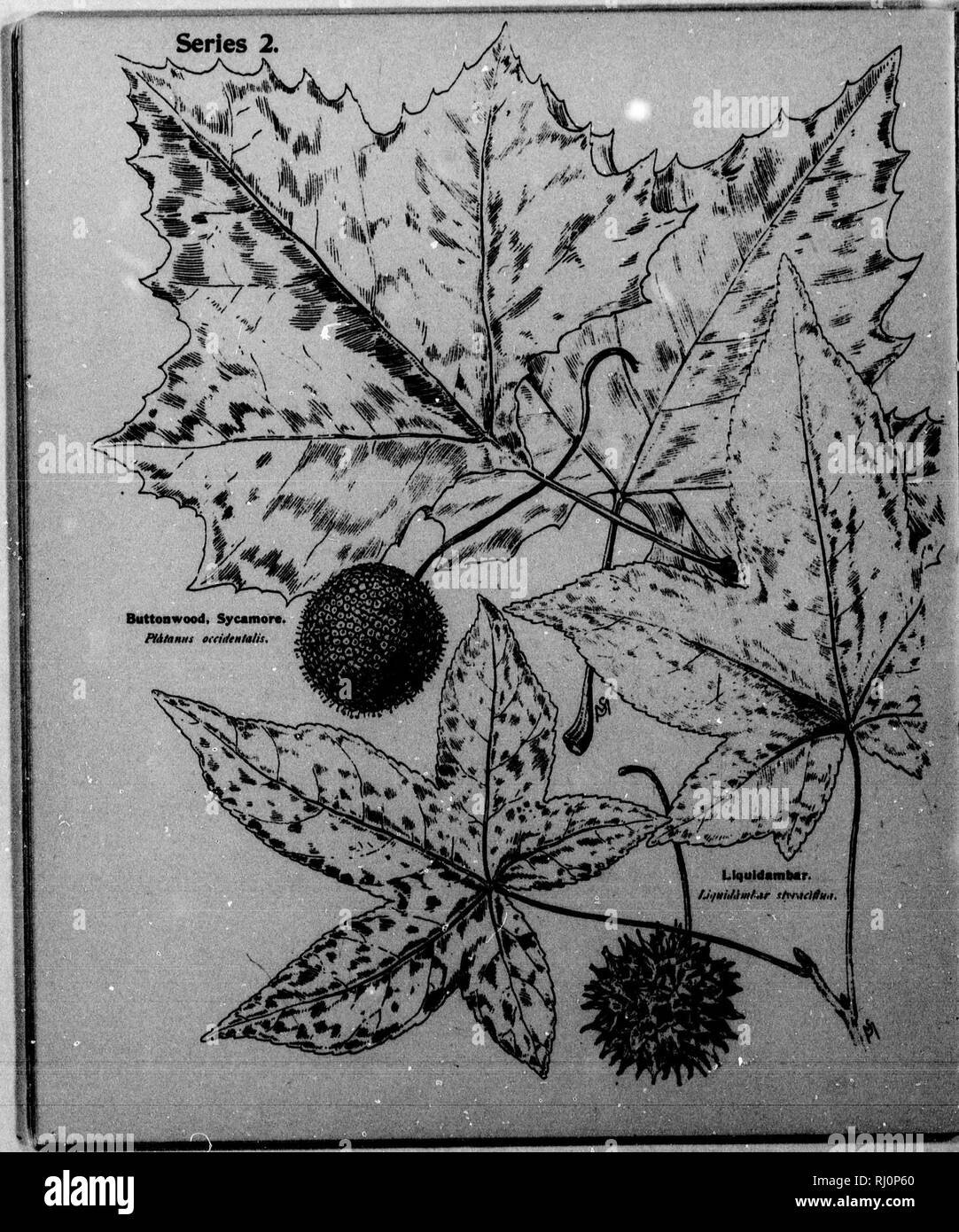 Oaks ii Black and White Stock Photos & Images - Alamy