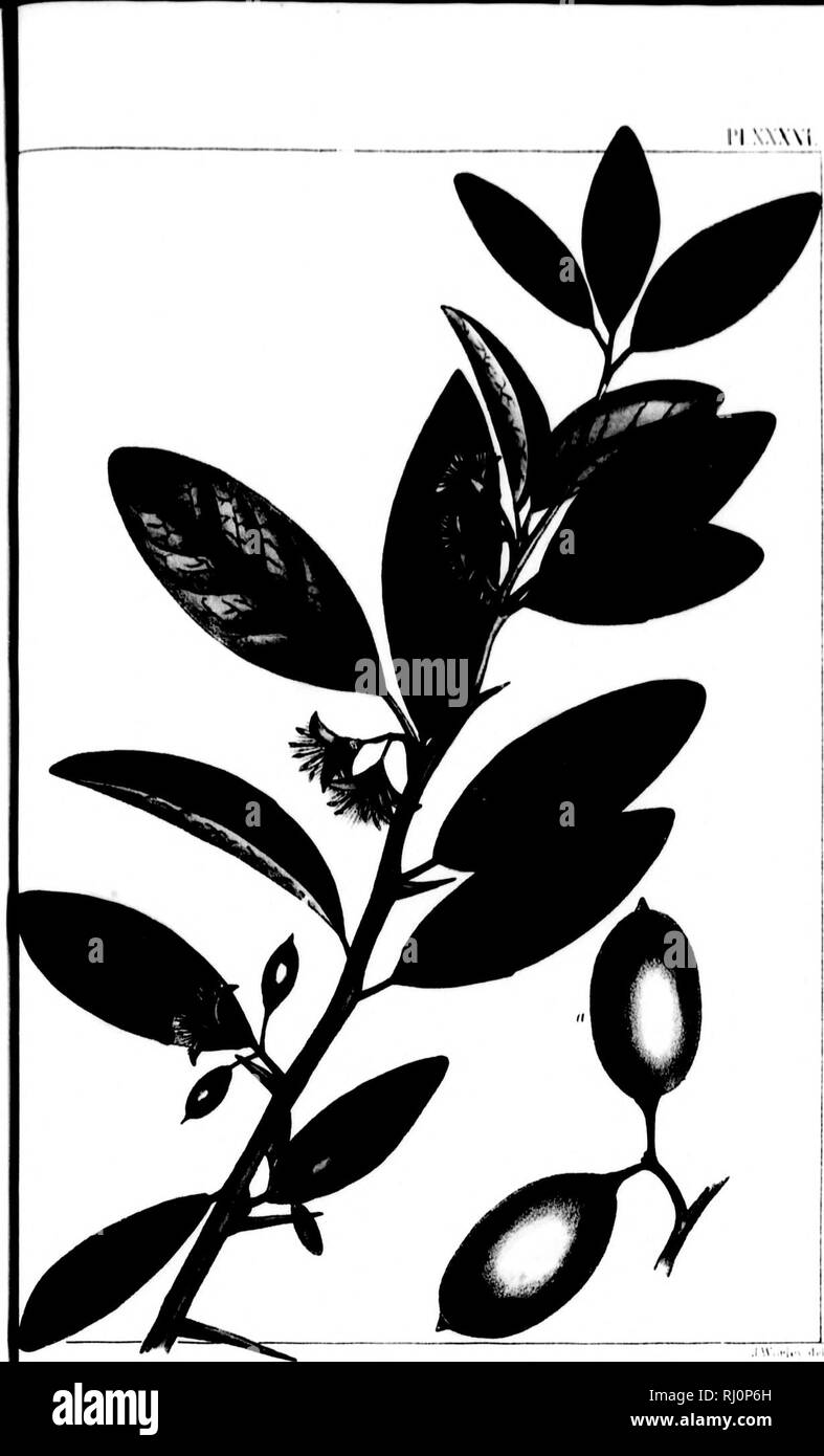 . The North American sylva, or, A description of the forest trees of ...