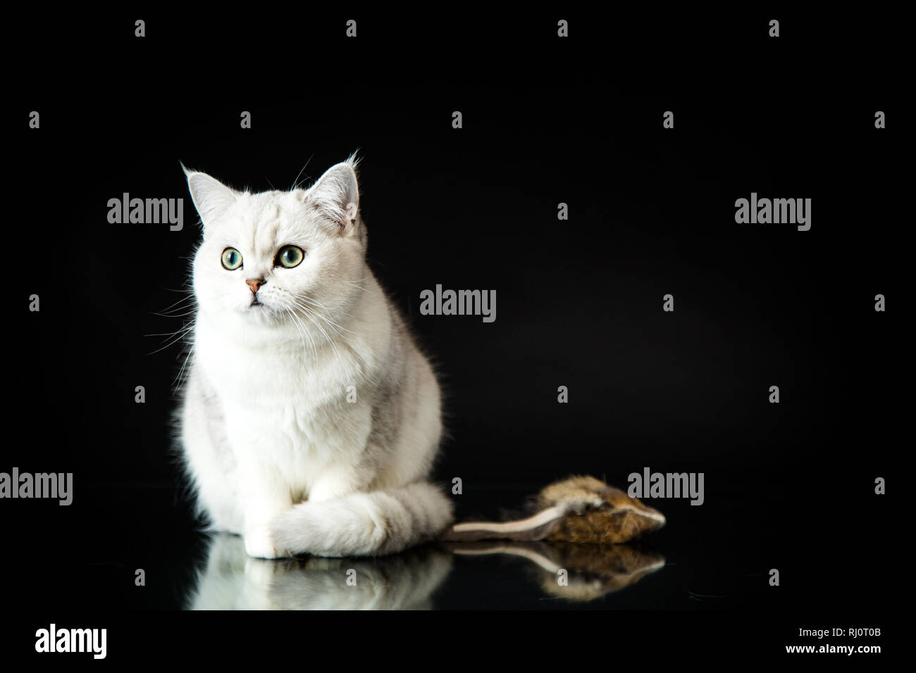 beautiful young cat breed Scottish chinchilla straight Stock Photo - Alamy