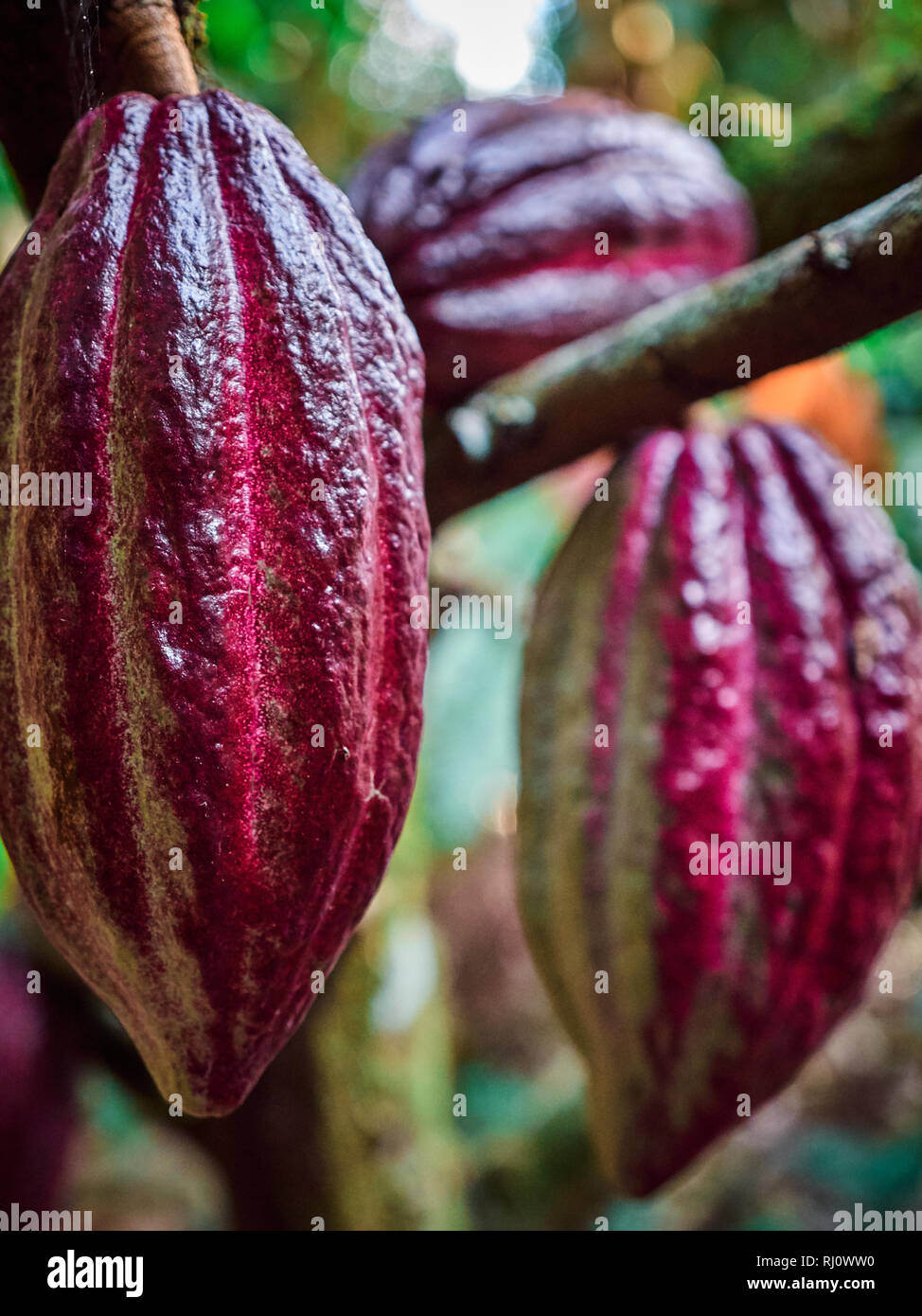 Cocoa beans on theobroma tree in plantation of Costa Rica, Central ...