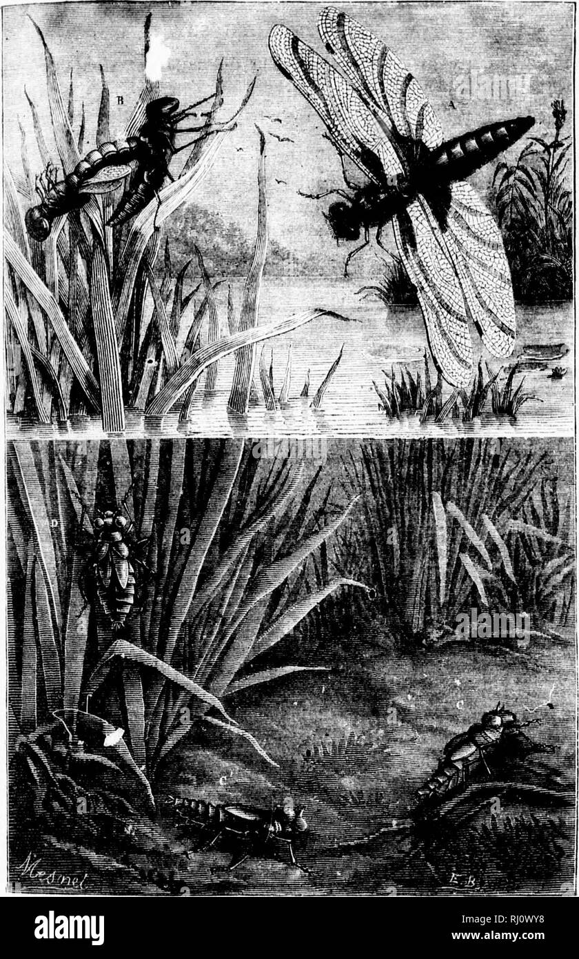 . Earth, sea and sky, or, Marvels of the universe [microform] : being a ...