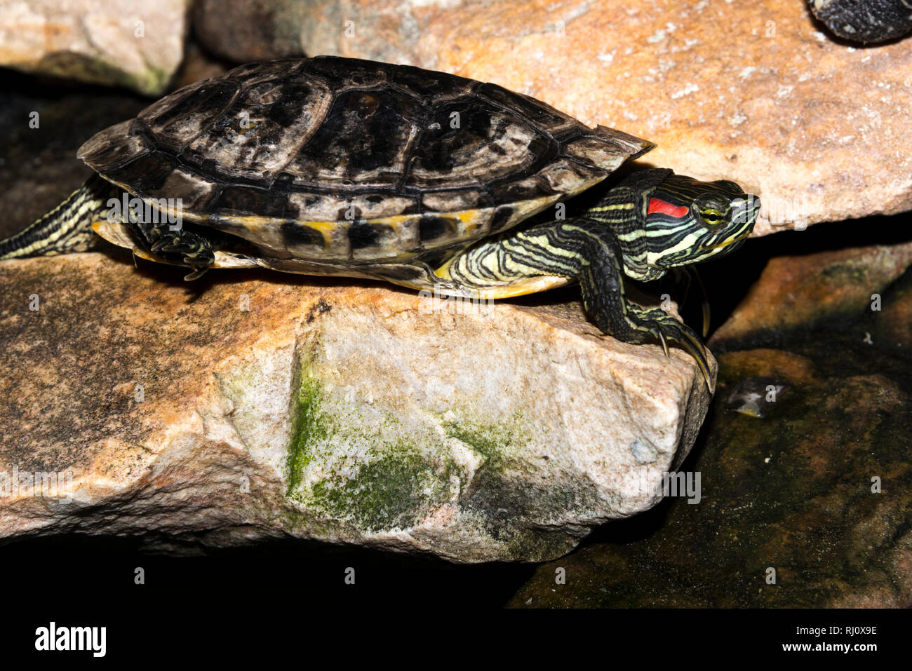 Red-eared slider (Trachemys scripta elegans Stock Photo - Alamy