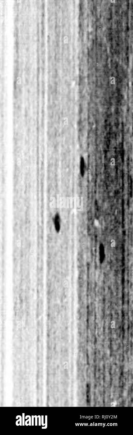 Aro floral hi-res stock photography and images - Alamy