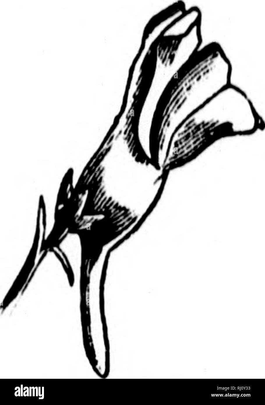 Overlapping sepals Cut Out Stock Images & Pictures - Alamy